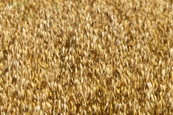 5 Foods Used As Fat Burners