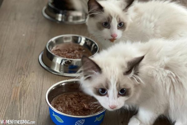 How to Feed Your Kitten: A Beginner's Guide