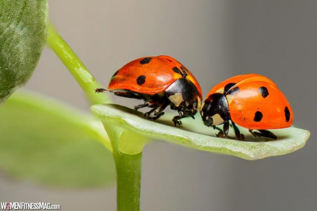 Top 4 Common Outdoor Bugs and How to Identify Their Bites