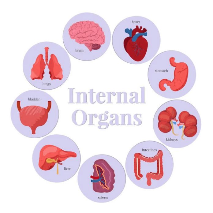 How Microvascular Dysfunction Can Impact Various Organ