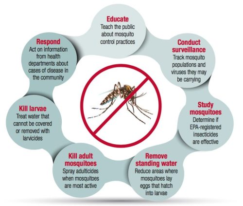 Mosquito Season Alert: How to Keep Those Pesky Insects at Bay